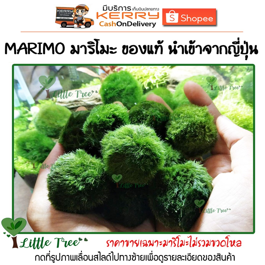Marimo มาริโมะ ขนาดกลาง 1-2 cm. แถมฟิกเกอร์จิ๋วตกแต่งคละแบบ | Shopee Thailand