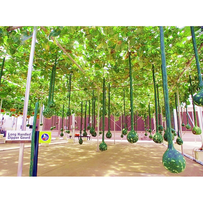 น้ำเต้าดิปเปอร์ ยาวที่สุดในโลก - DIPPER LONG HANDLE GOURDS | Shopee ...