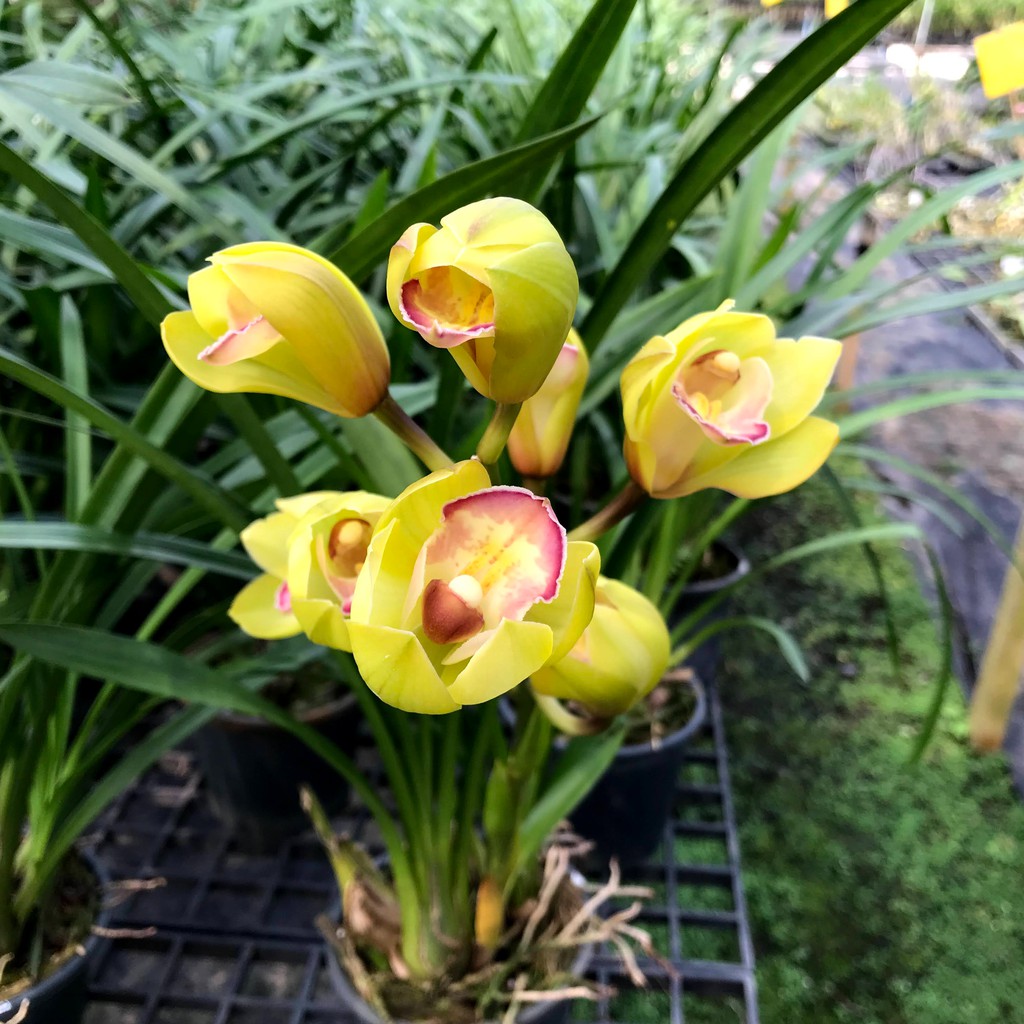 ซิมบีเดี่ยม เหลือง ปากชมพู (ลูกผสม Cymbidium Yellow-Pink lip) | Shopee ...