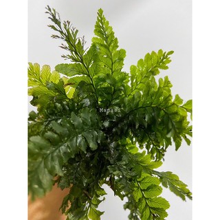 ‘Aqua fern’ or ‘Borneo fern’ | Shopee Thailand