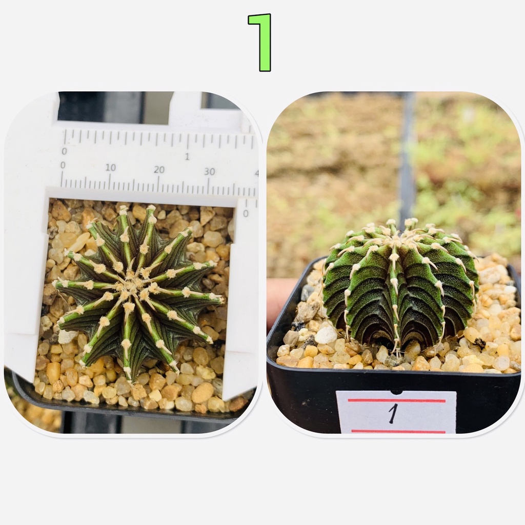 LB2178แท้ 13 พู แอลบีแท้ 100% คัดฟอร์ม สวยมาก บั้งถี่ เลือกต้นได้ รับประกันจากสวนเพาะเอง ...