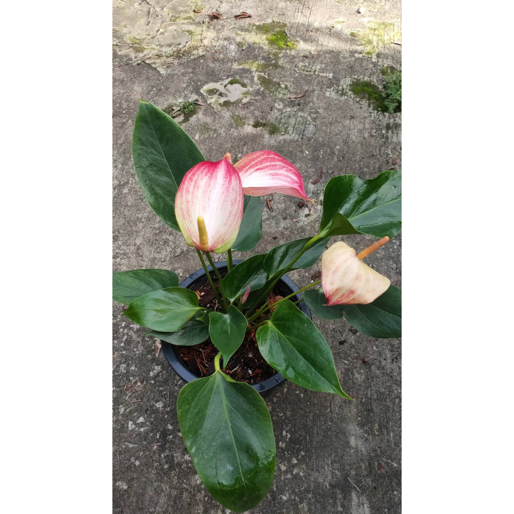 ดอกหน้าวัว(Pot Anthurium) สีแดงขาว Livium Red ไม้ฟอกอากาศ สายพันธ์ ...