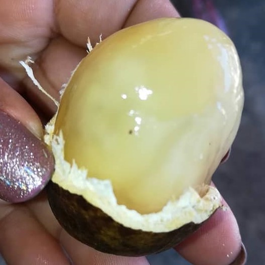 ต้นลำไย ลำไยคริสตัล crystal longan หอมอร่อยมากๆ จัดส่งพร้อมถุง 6 นิ้ว ...