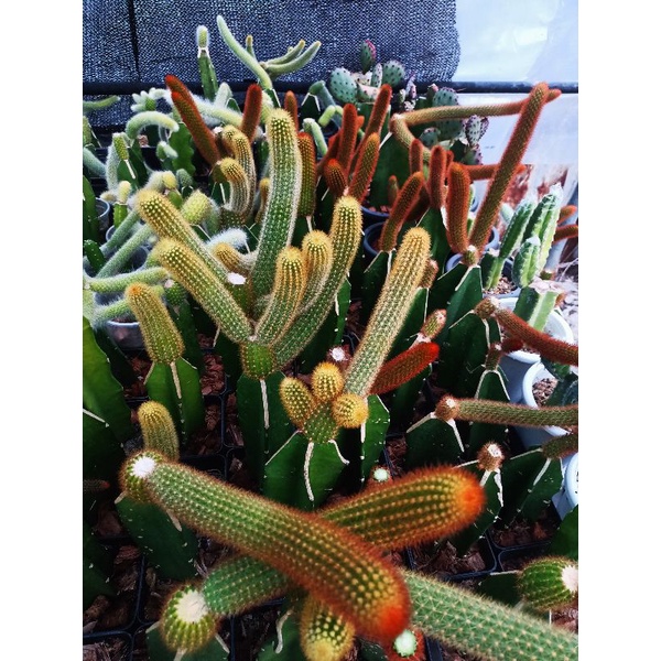 หน่อเด็ดสด หางลิง หางสิงห์ หางกระรอก | Shopee Thailand