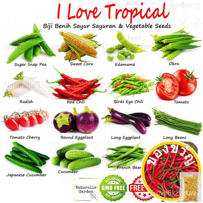 Biji Benih Sayur Sayuran Vegetable Seed Benih Sayur Buah Terung Kacang ...