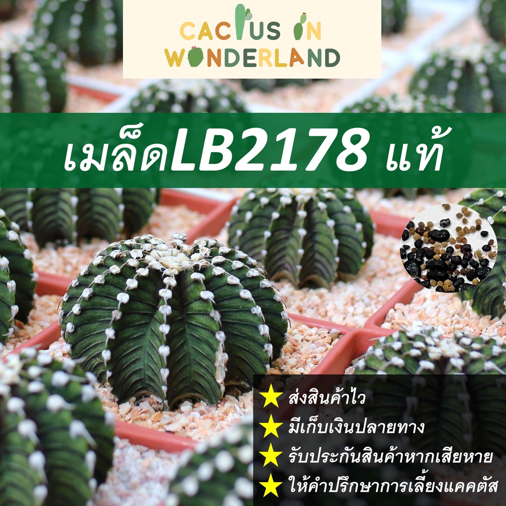 เมล็ดLB แท้ LB2178 เมล็ดแคคตัส เมล็ดกระบองเพชร | Shopee Thailand