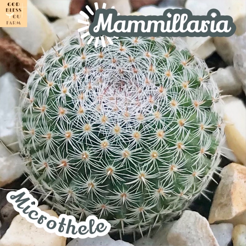 [แมมนกฮูก] Mammillaria Microthele ส่งพร้อมกระถาง แคคตัส Cactus ...
