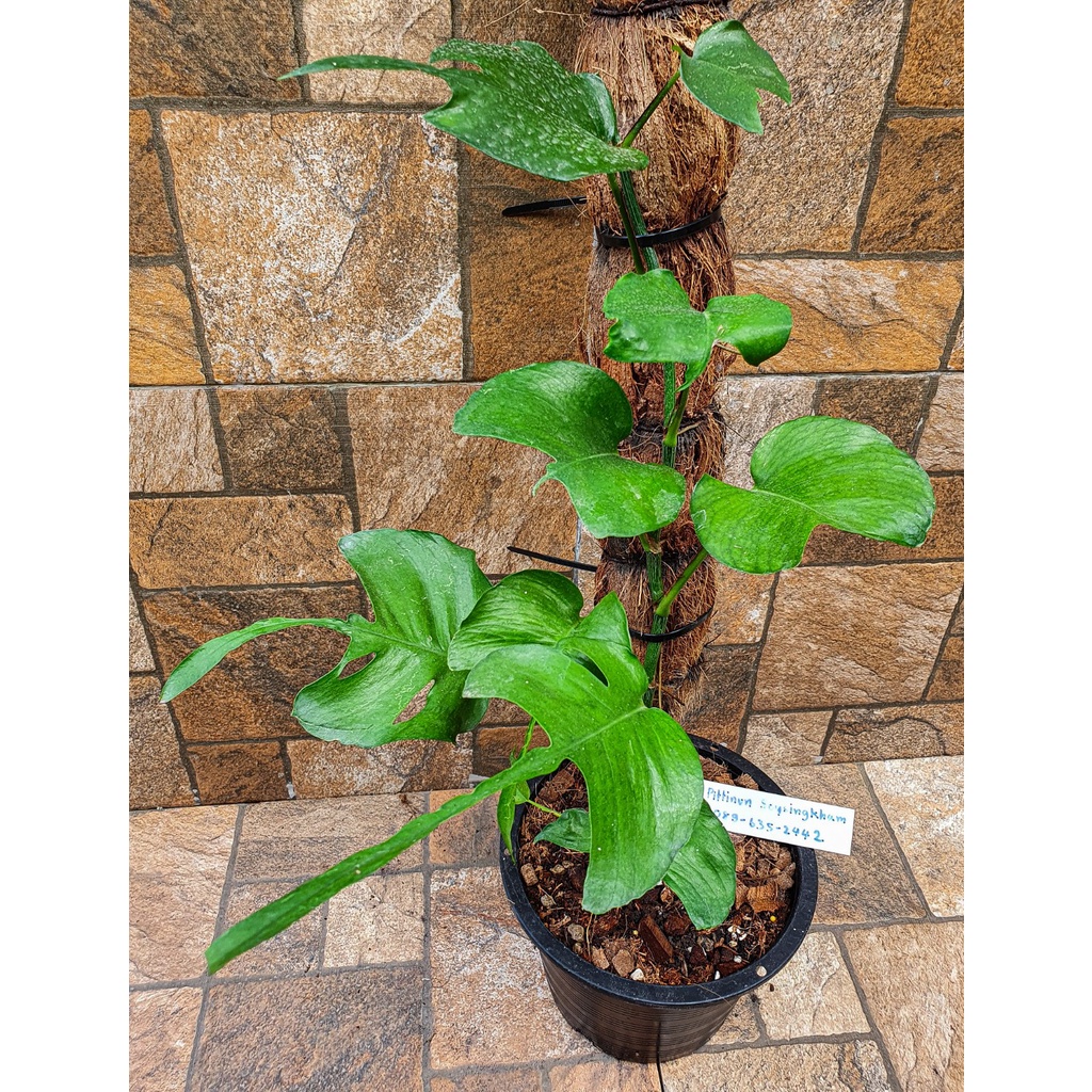 Epipremnum Pinnatum Skeleton key (Rare!!) | Shopee Thailand