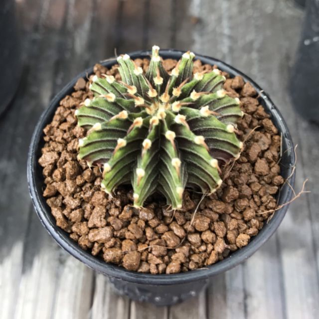 Gymnocalycium mihanovichii LB2178 Agua Dulce 13 พู ﻿ขนาด 2.5 cm. กระบองเพชร แคคตัส | Shopee Thailand