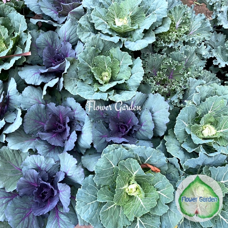 F378 🥦 ต้นปูเล่ ต้นกะหล่ำประดับ ม่วง ขาว กระถาง 8 นิ้ว Ornamental ...