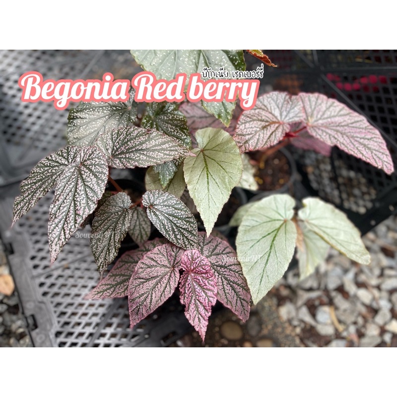 Begonia Red berry บีโกเนียเรดเบอร์รี่ กระถาง 4 นิ้ว | Shopee Thailand