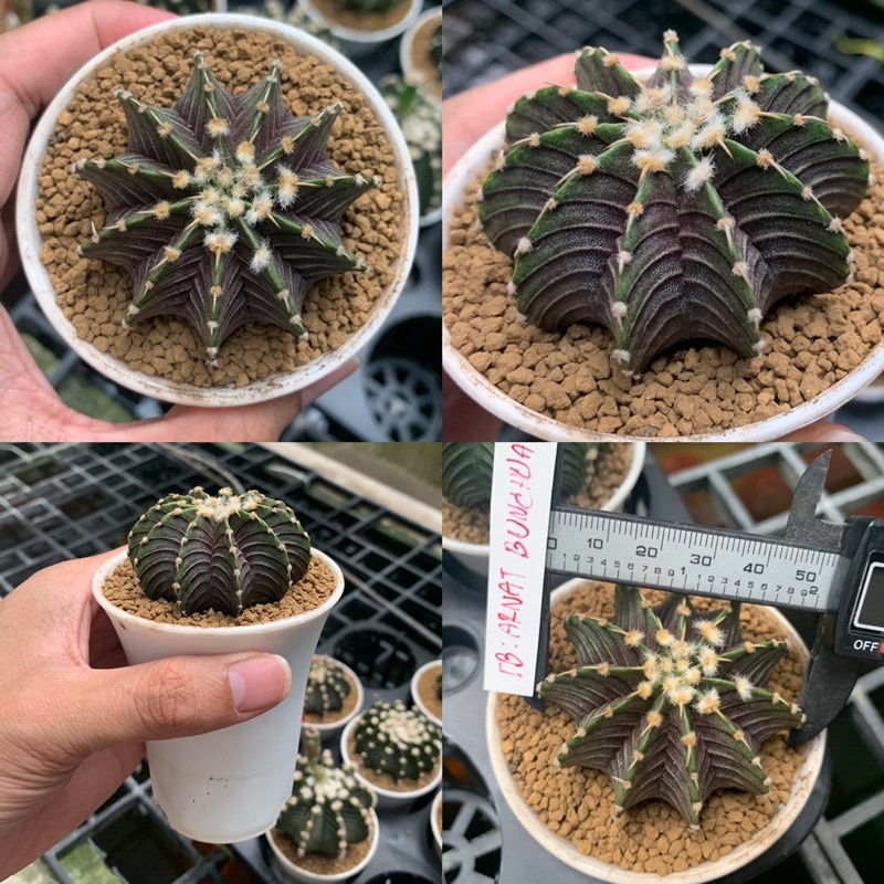 ยิมโน แอลบี 2178 (lb2178 แท้ 100%) | Shopee Thailand