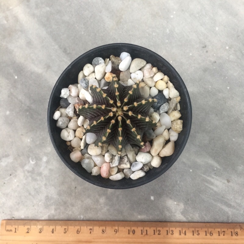 กระบองเพชร ยิมโน LB2178 ไม้เมล็ด สวย ทรงดี ป้อมเตี้ย | Shopee Thailand