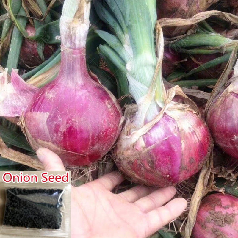 จุดประเทศไทย 200pcs Red Onion Seeds Home Garden Planting Allium ...