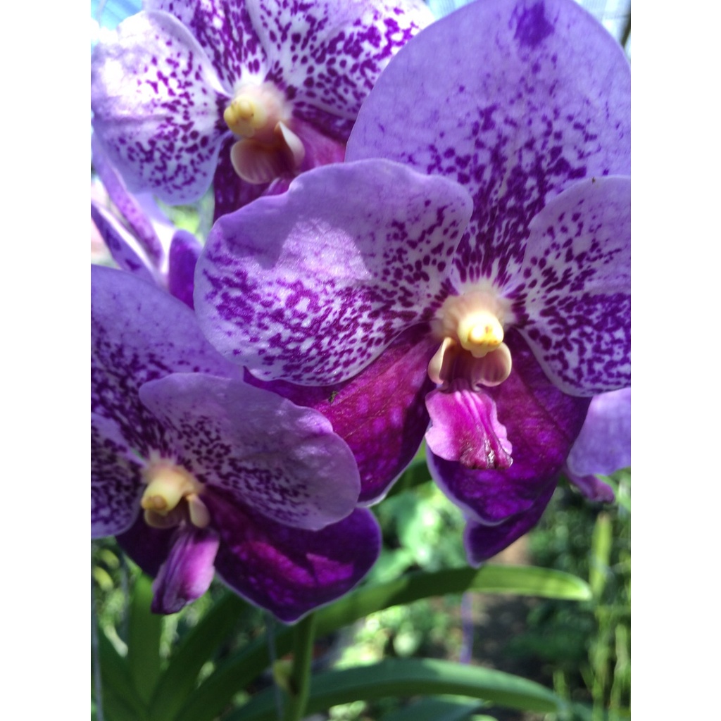 กล้วยไม้ V.General Prinya'Aorchid' กล้วยไม้แวนด้าเจนเนอรัลปริญญาต้นเอ ...