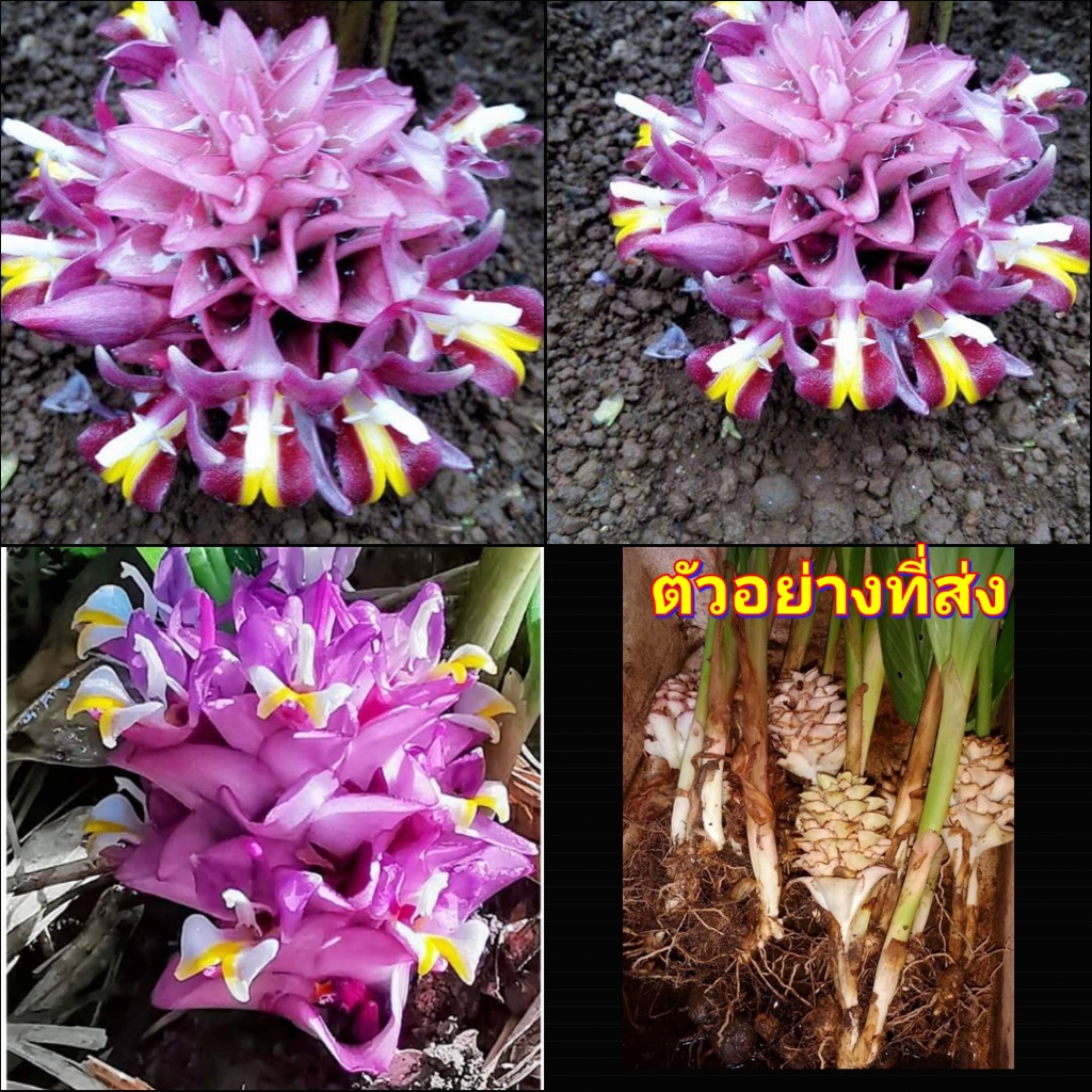 (3ต้น) ต้น หน่อ เหง้า กระเจียวสุเทพ Curcuma ecomata ต้นกระเจียวสุเทพ ...