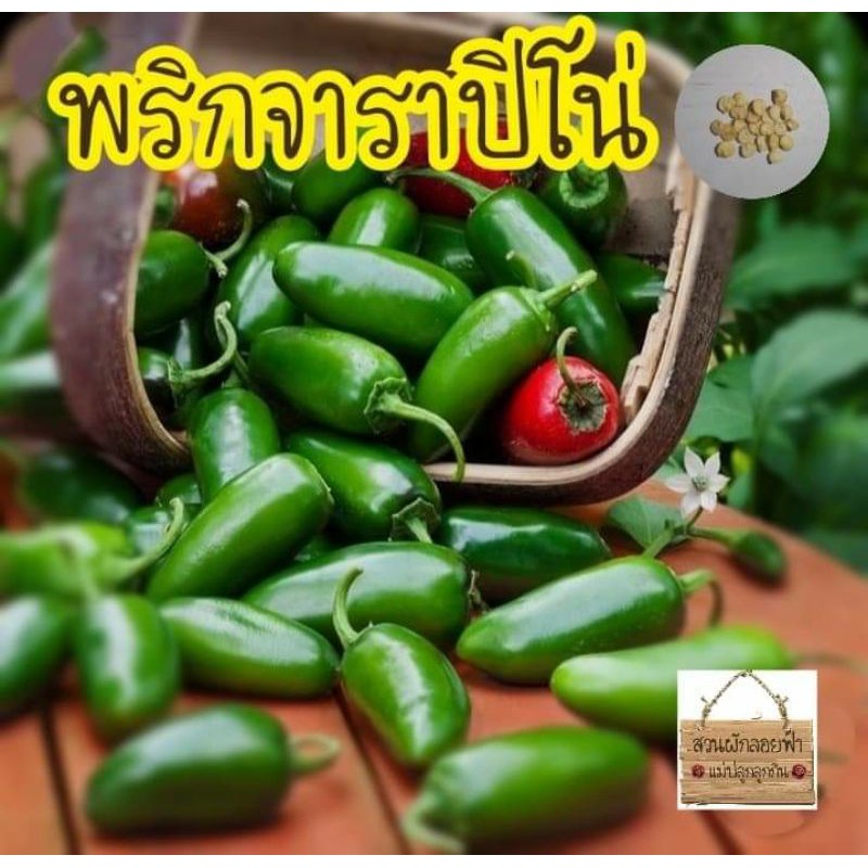 พริกจาราปิโน่15เมล็ด (Jalapeno Pepper) พริกแม็กซิกัน เมล็ดนำเข้า ...