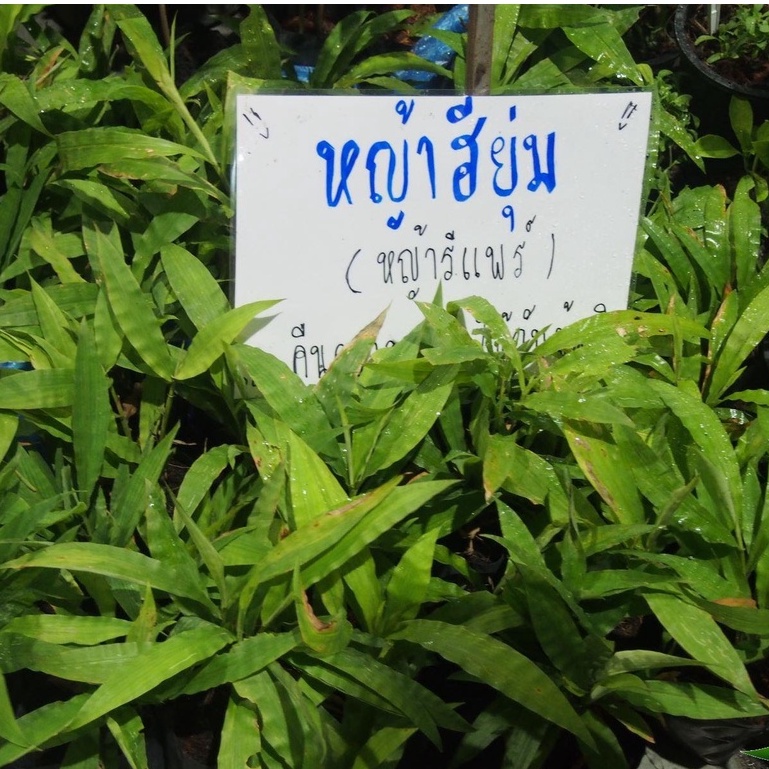 เมล็ดหญ้ารีแพร์ หญ้าหียุ่ม (Barbed grass)ชุดประมาณ100เมล็ด80บาท จัดเป็น ...