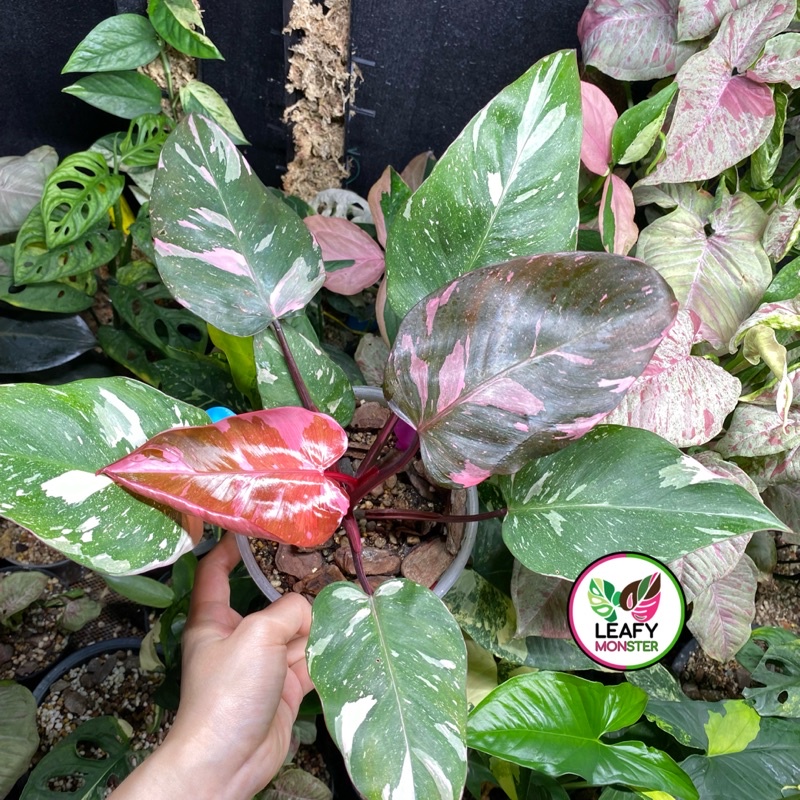 Philodendron Pink Princess Marble King - Leafy Monster | Shopee Thailand