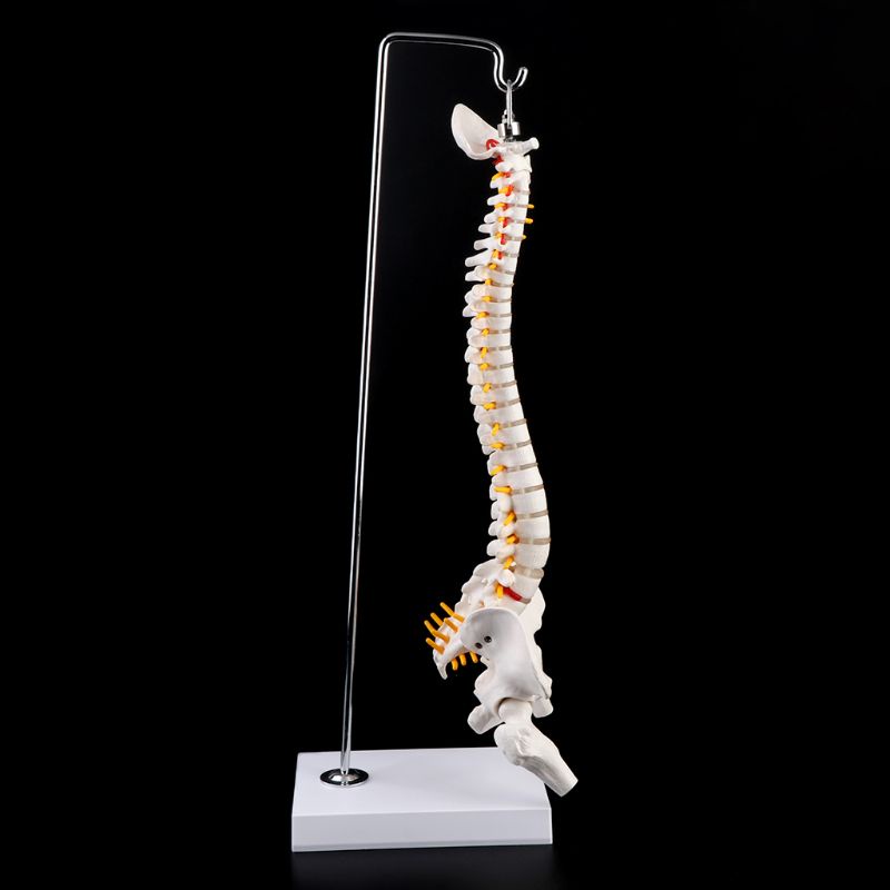 perfect 45cm Flexible Human Spinal Column Vertebral Lumbar Curve ...