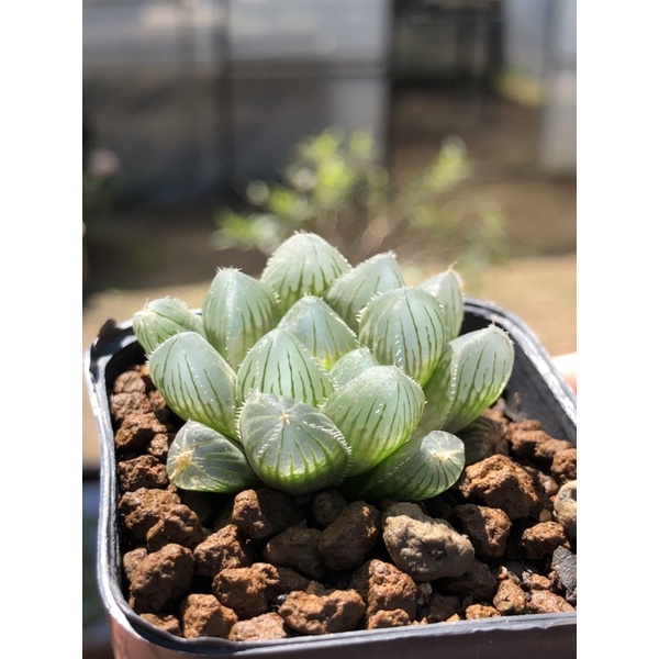 ฮาโวเทีย Haworthia Obtusa Blue lens จัดส่งแบบล้างรากพร้อมป้ายชื่อ ...