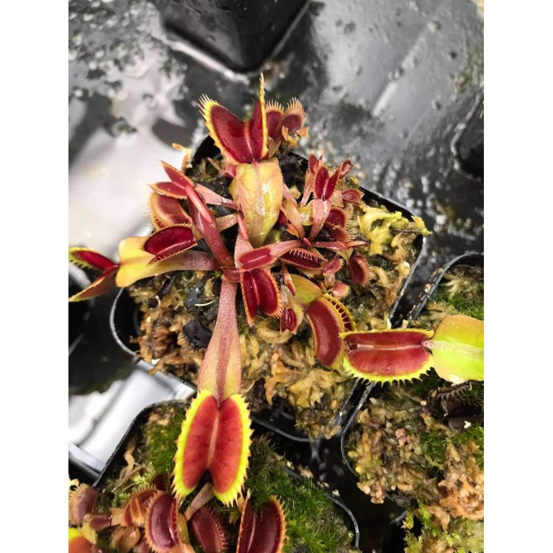 กาบหอยแครง พืชกินแมลง สายพันธุ์ Dionaea muscipula Red Shark Teeth 1 ...