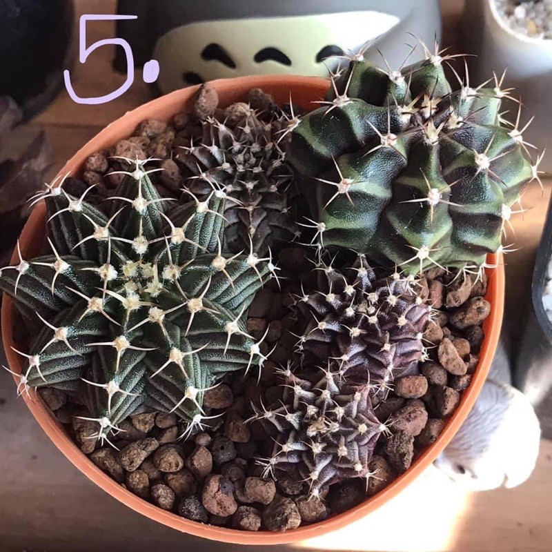 กระบองเพชร/แคคตัส/cactus | Shopee Thailand