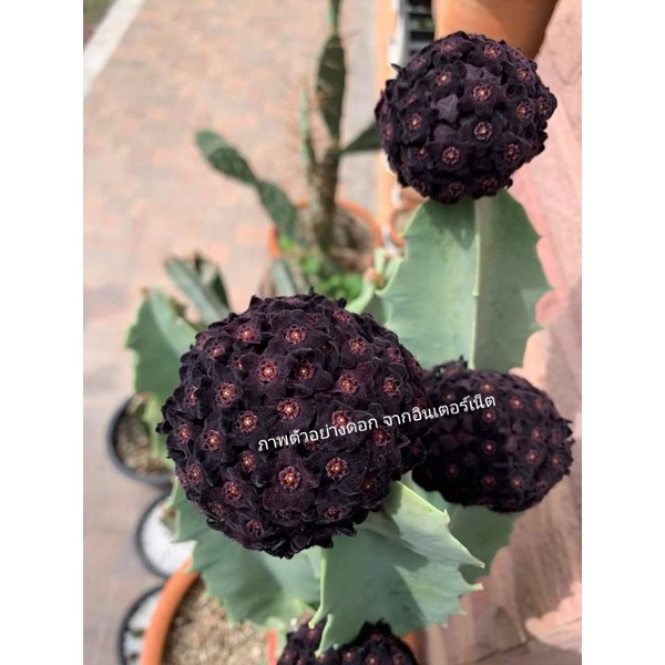 เก๋งจีน Caralluma foetida/ดอกร่ม☔ ยกกอง 80- | Shopee Thailand