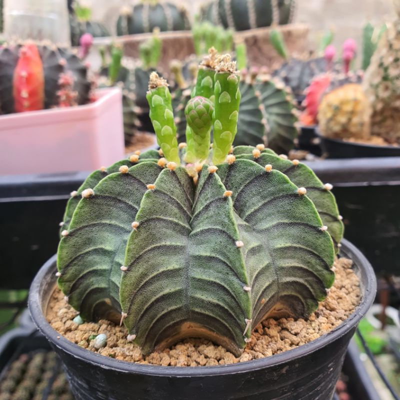 แม่พันธุ์LB2178 ไร้หนาม พร้อมฝักผสมให้แล้ว | Shopee Thailand