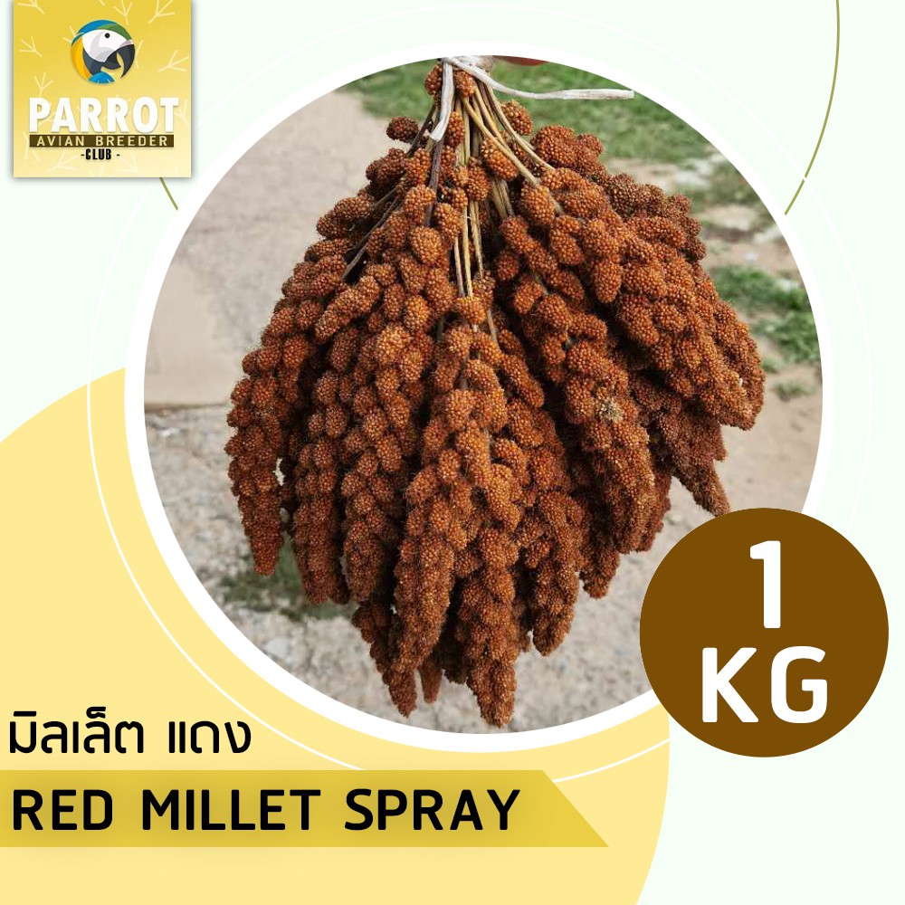 Red Millet Spray : ช่อมิลเล็ตแดง อาหารสำหรับนกแบ่งขาย 1 KG | Shopee ...