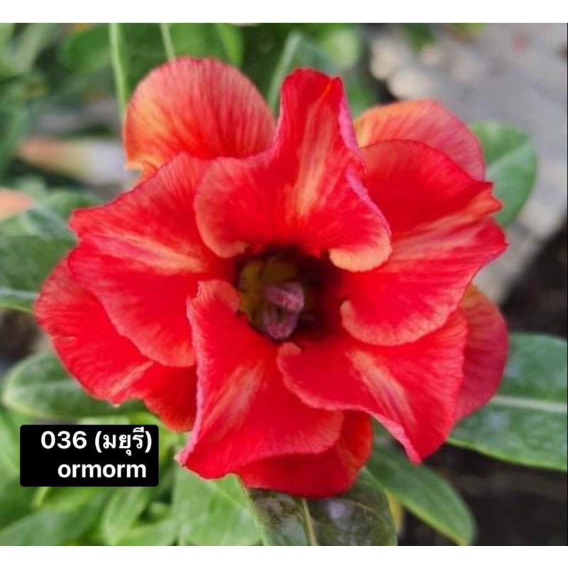 ชวนชมดอกซ้อน - 036 (มยุรี) | Shopee Thailand