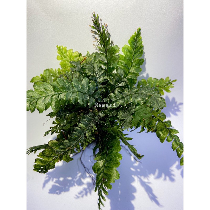 ‘Aqua fern’ or ‘Borneo fern’ | Shopee Thailand