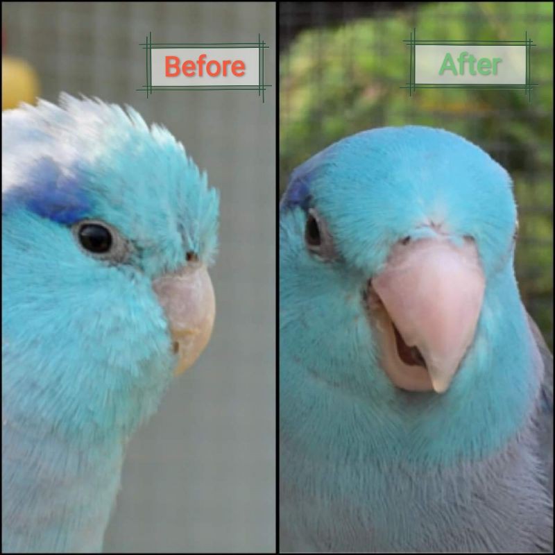 vloveforpus CALPUS+ อาหารสำหรับนกแก้ว (ฟอพัส) อาหารนก ธัญพืชรวม+อาหาร ...