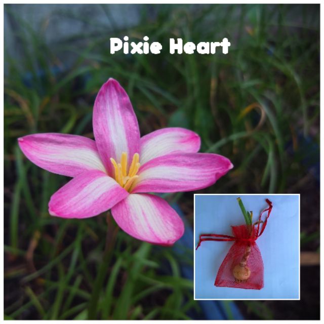 บัวดิน Z.'Pixie Heart' | Shopee Thailand