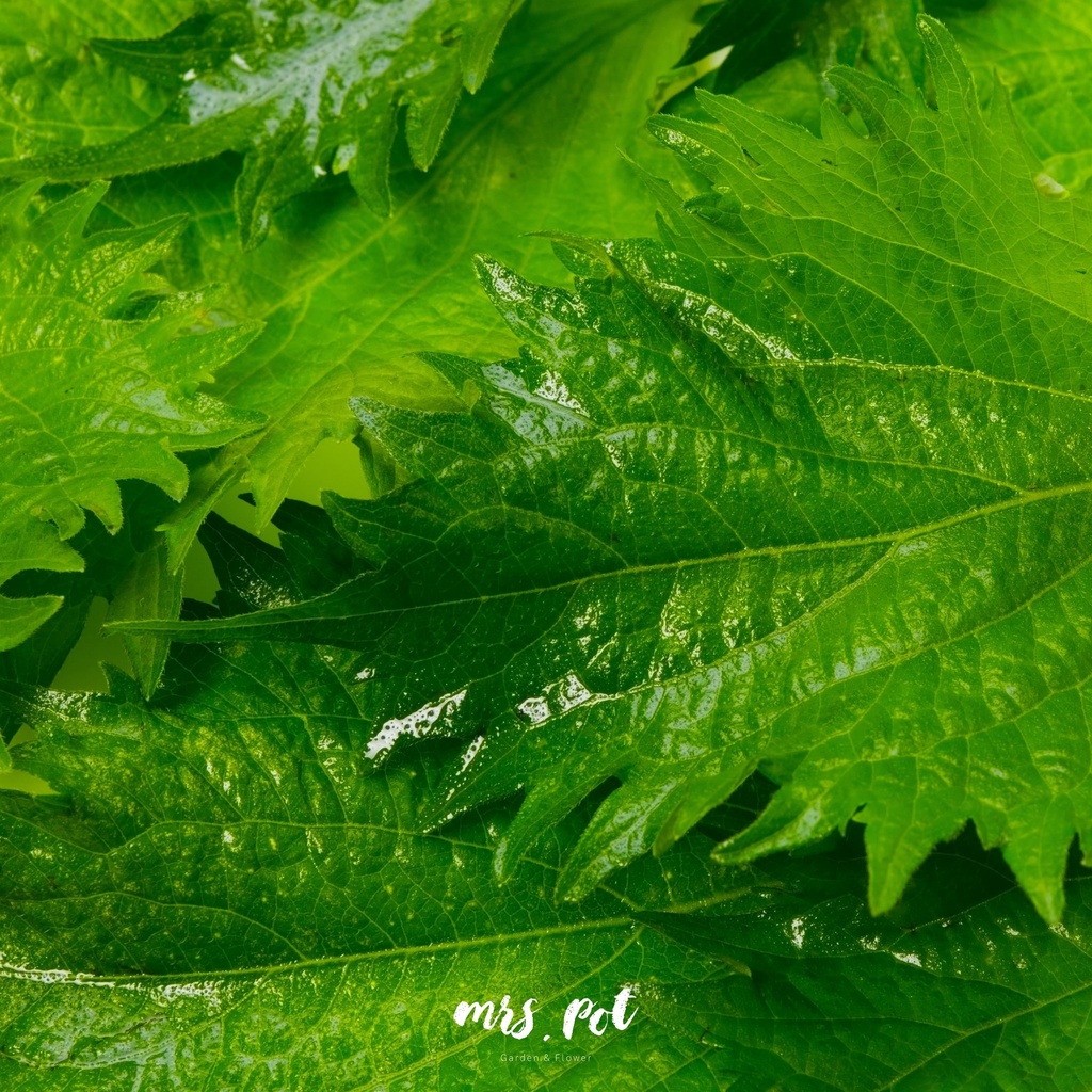 เมล็ดใบงาโอบะ Green Ohba Ao Shiso | Shopee Thailand