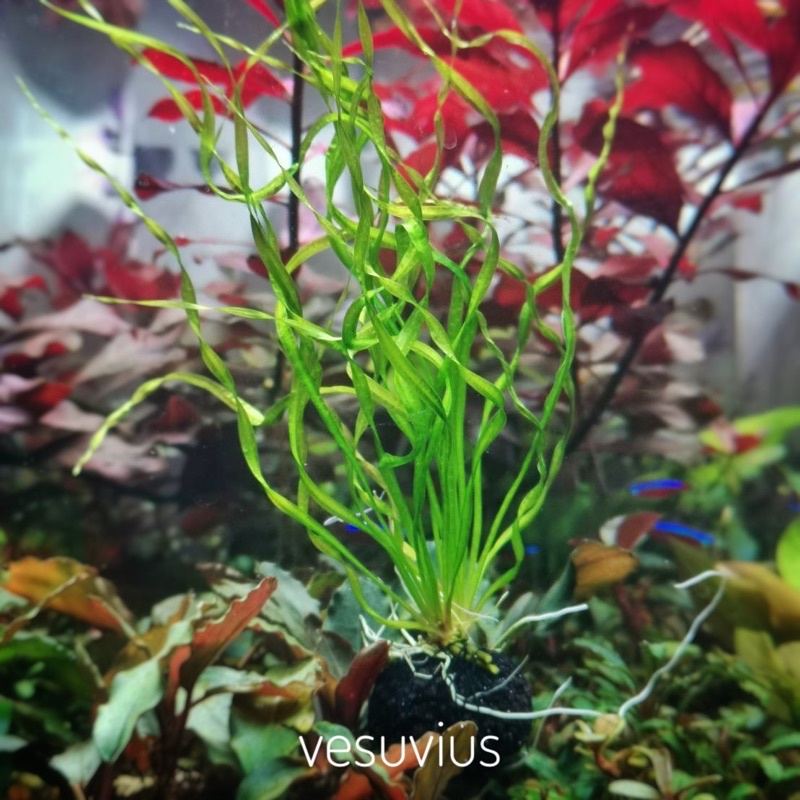 Echinodorus (Helanthium) vesuvius ไม้กลางตุ้หลังตู้ | Shopee Thailand