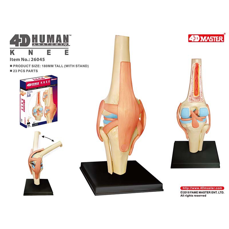 Human Anatomy Model 4D MASTERของเล่นประกอบเพื่อการศึกษาแบบจำลองกายวิภาค ...