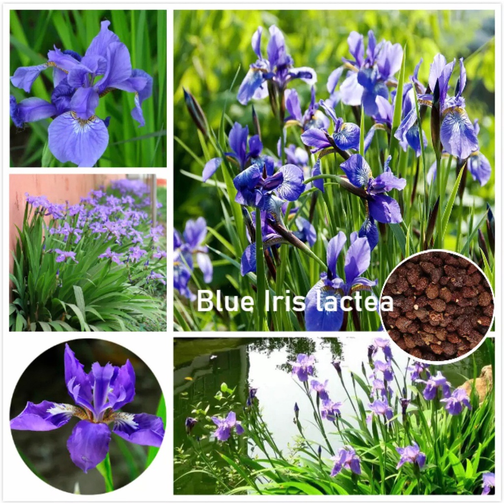 เมล็ดดอกไม้สวย บอนสี Blue Iris lactea Flower Seeds ไม้ประดับ บอนไซ ...
