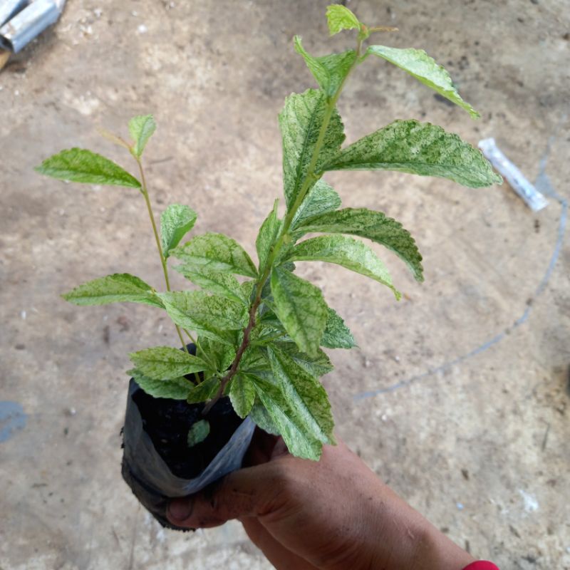 Nadthida ต้น ข่อยด่างญี่ปุ่น พร้อมปลูก ต้นข่อยด่าง ญี่ปุ่น ข่อย ต้นข่อย | Shopee Thailand