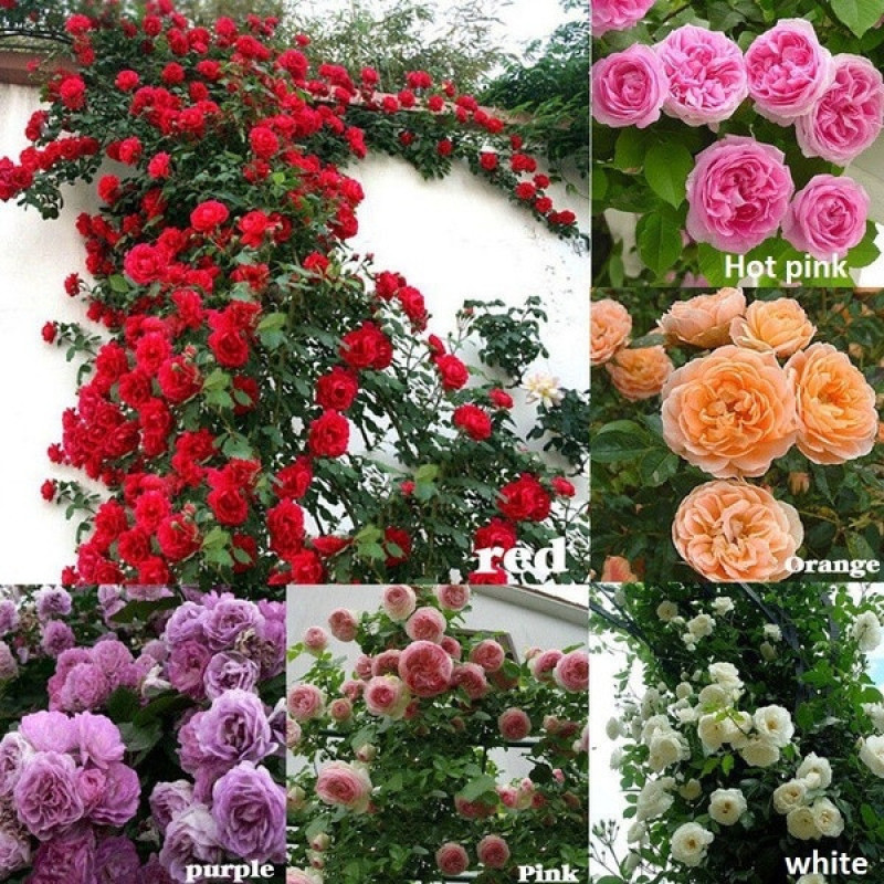 Mixed Color Climbing Rose Seeds Red Pink Yellow Flower Seeds ต้นไม้ ...