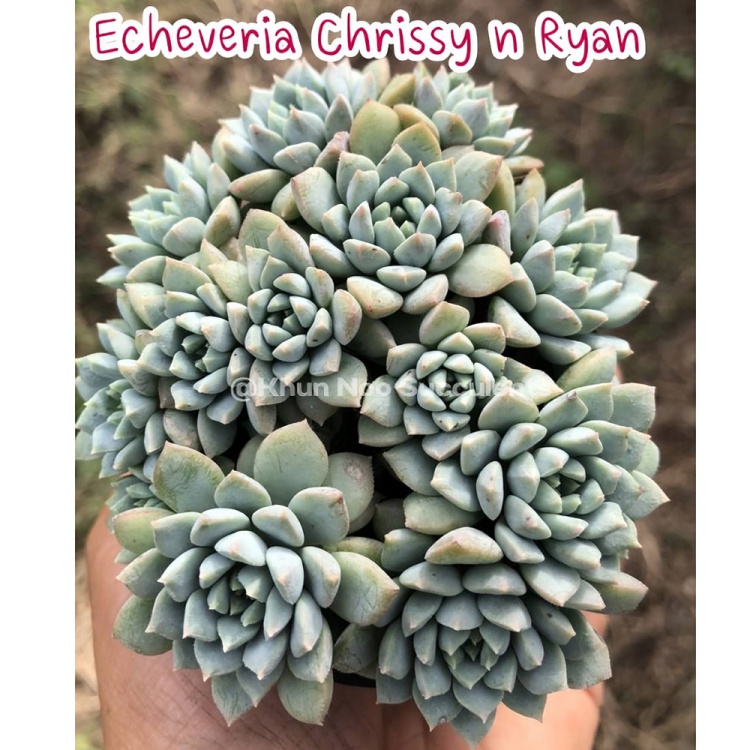 Echeveria Chrissy n Ryan | Shopee Thailand