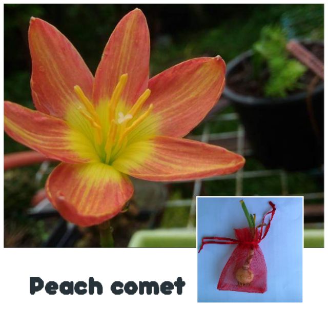 บัวดิน 'Peach comet' | Shopee Thailand