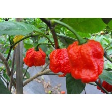ต้นพันธุ์พริก แคโรไลน่ารีพเพอร์ Carolina Reaper ต้นพริก พริกที่เผ็ด ...