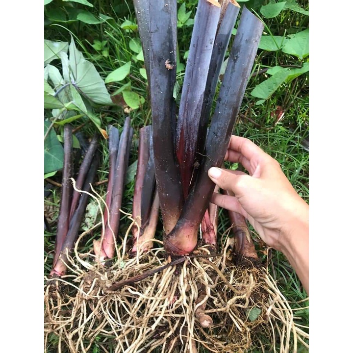 ทูนดำ ทูนก้านดำ ออดิบ คูณดำ ออดิบดำ บอนก้านดำ คูนดำ คูนก้านดำ ต้นสวย ...