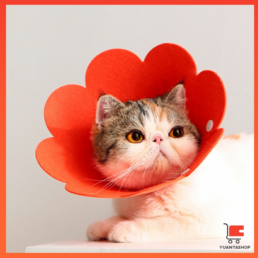 คอลล่าแมว คอลล่าสุนัข ปลอกคอดอกไม้ ปลอกคอกันเลีย Cat coll | Shopee Thailand