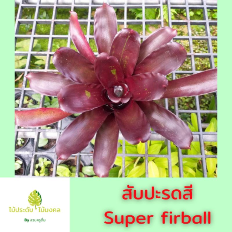 สับปะรดสี Super fireball,Raevis red กระถาง 5นิ้ว #ไม้ฟอกอากาศ *จัดส่ง ...