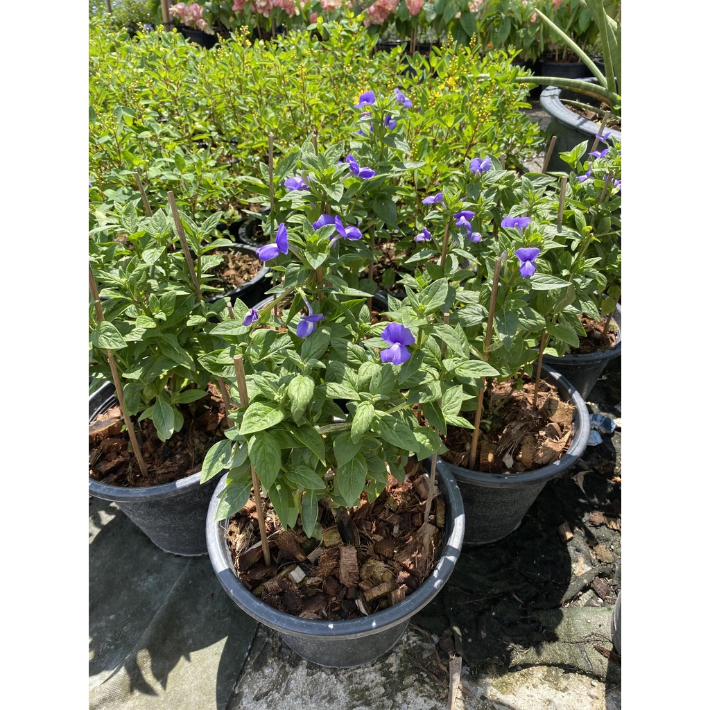 บลูฮาวาย Amazon Blue plant Brazilian Snapdragon | Shopee Thailand