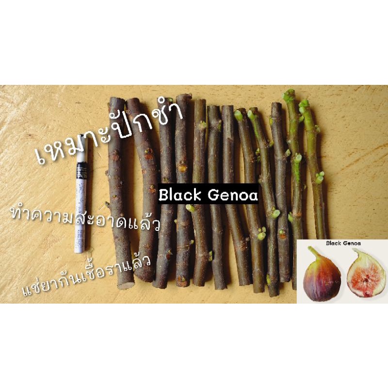 กิ่งสดมะเดื่อฝรั่ง Black Genoa จำนวน 1 ชุด (5กิ่ง) | Shopee Thailand