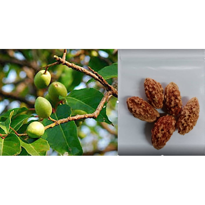 มะกอก ซีลอนโอลีฟ เมล็ดต้นมะกอกซีลอน Ceylon Olive / Veralu / Elaeocarpus ...