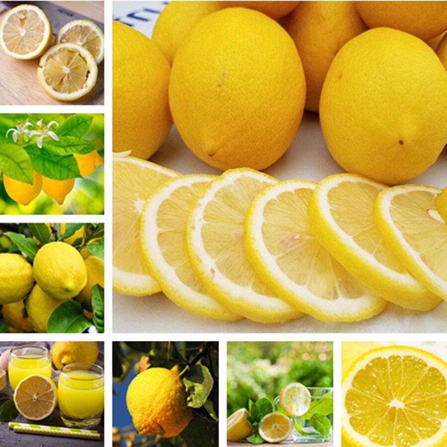 เมล็ดมะนาว（Lemon Seed）20เมล็ดพันธุ์คุณภาพ สามารถปลูกได้ทั่วประเทศไทย ...